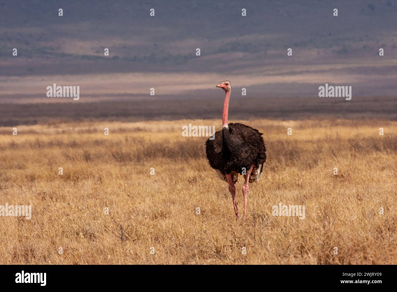 Group female common ostriches hi-res stock photography and images - Alamy