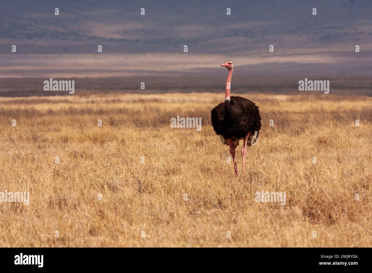 Male Common Ostrich (Struthio camelus Stock Photo - Alamy