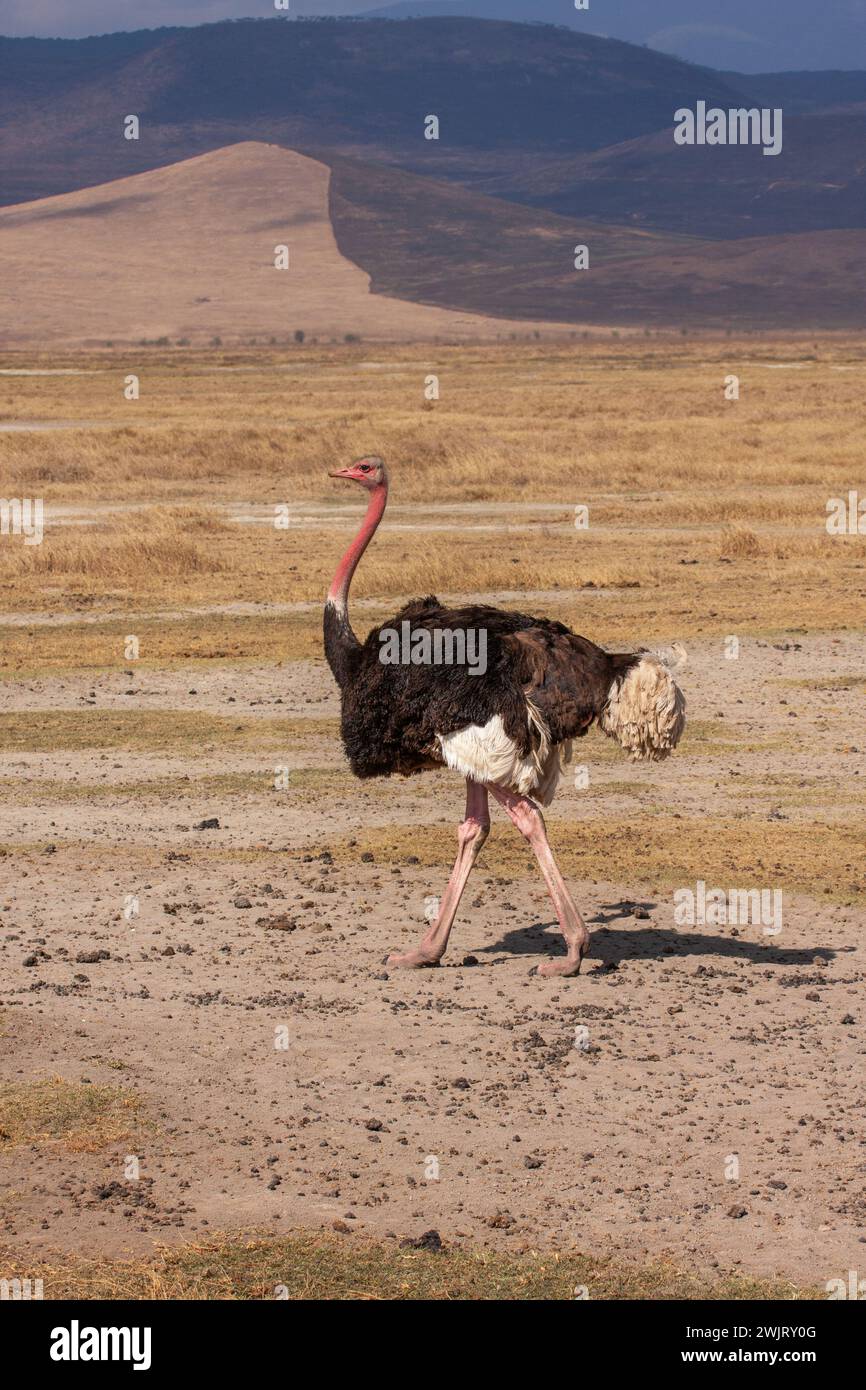 Group female common ostriches hi-res stock photography and images - Alamy