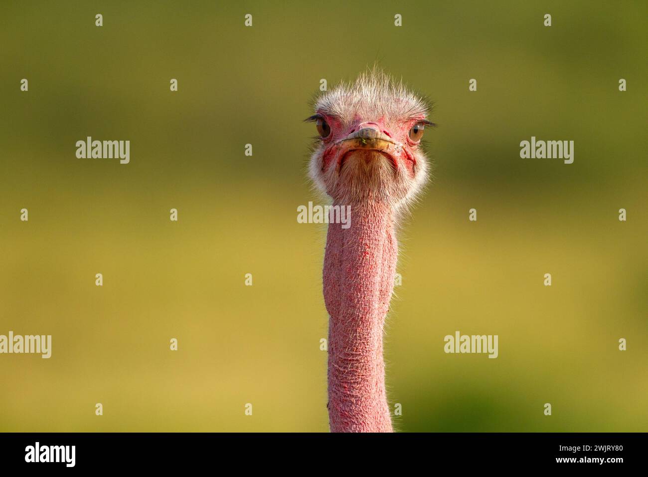 Male Common Ostrich (Struthio camelus Stock Photo - Alamy