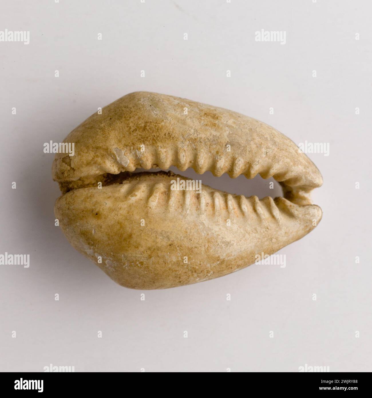 Cauris Marin (11). Shell, bone, wood, china, zhou dynasty (11th century ...