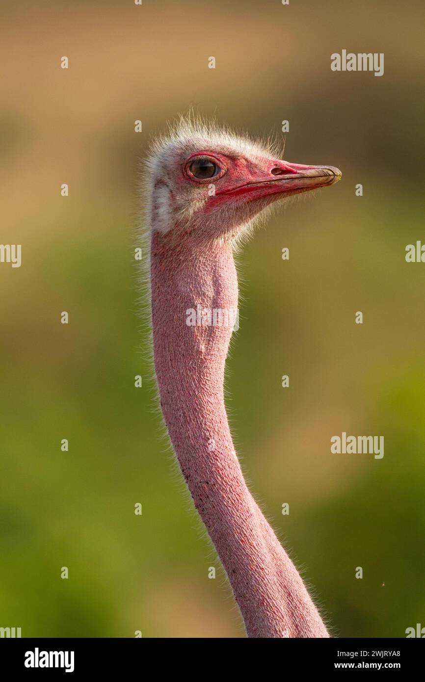 Male Common Ostrich (Struthio camelus Stock Photo - Alamy
