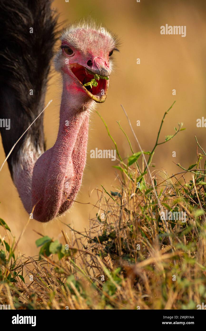 Male Common Ostrich (Struthio camelus) eating Stock Photo - Alamy