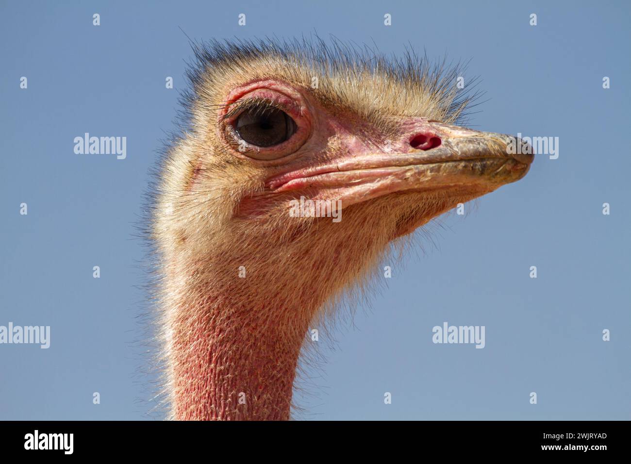 Male Common Ostrich (Struthio camelus Stock Photo - Alamy