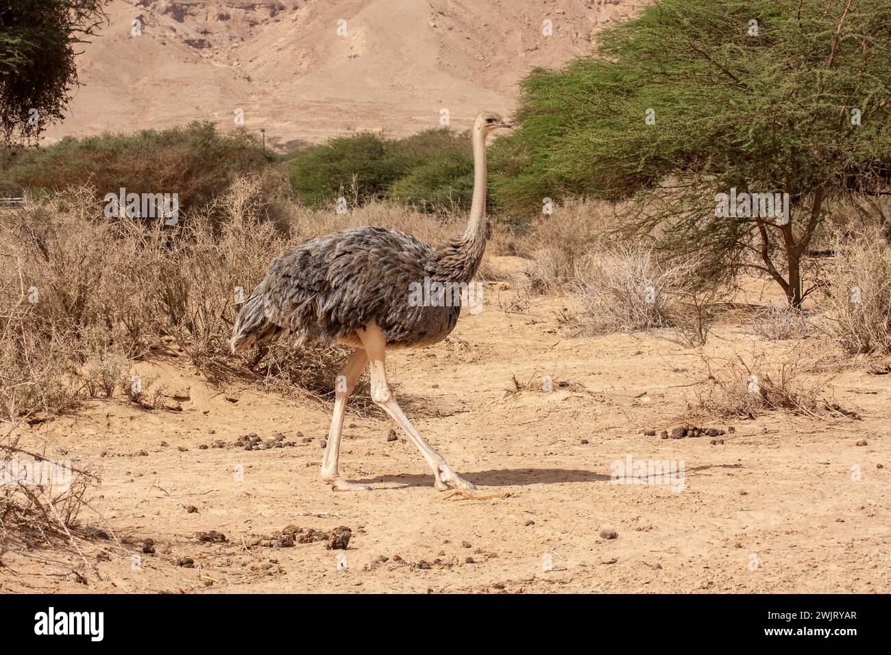 Female Common Ostrich (Struthio camelus Stock Photo - Alamy