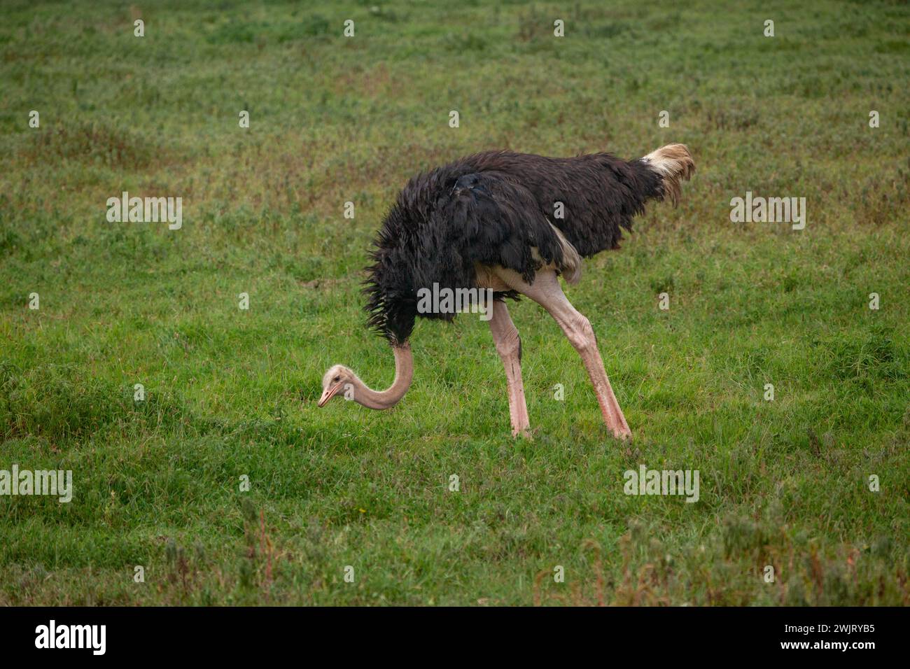 Male Common Ostrich (Struthio camelus Stock Photo - Alamy