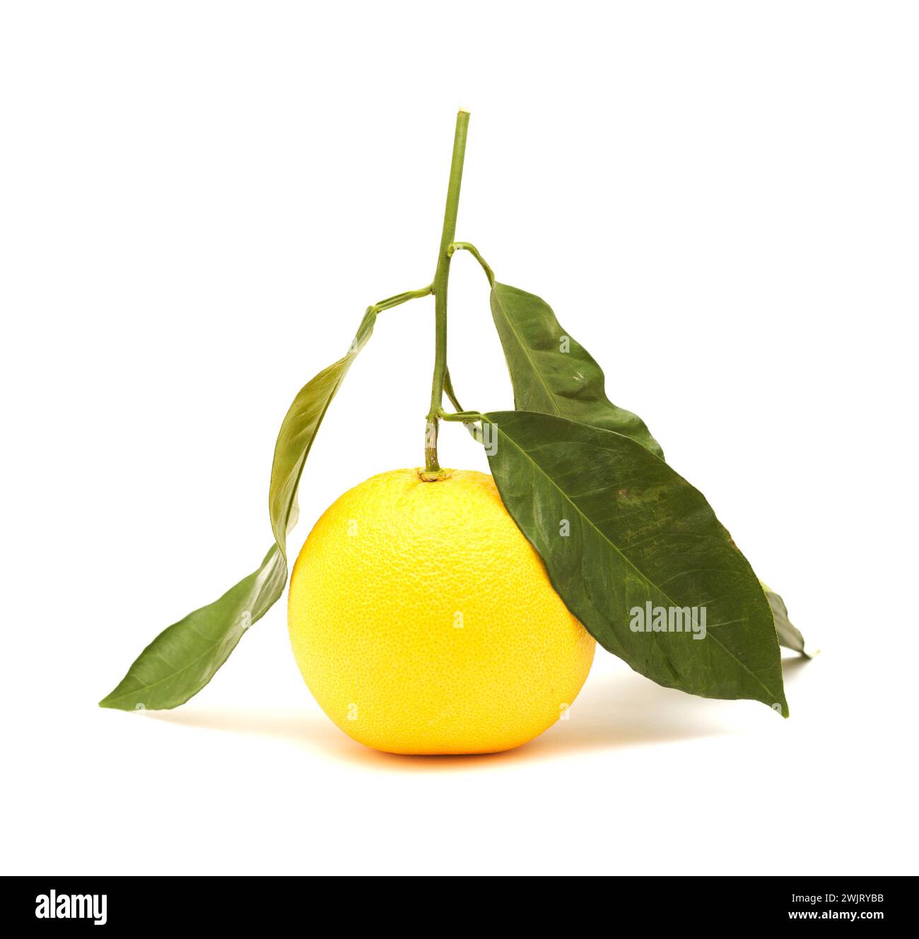 Full orange tree Cut Out Stock Images & Pictures - Alamy