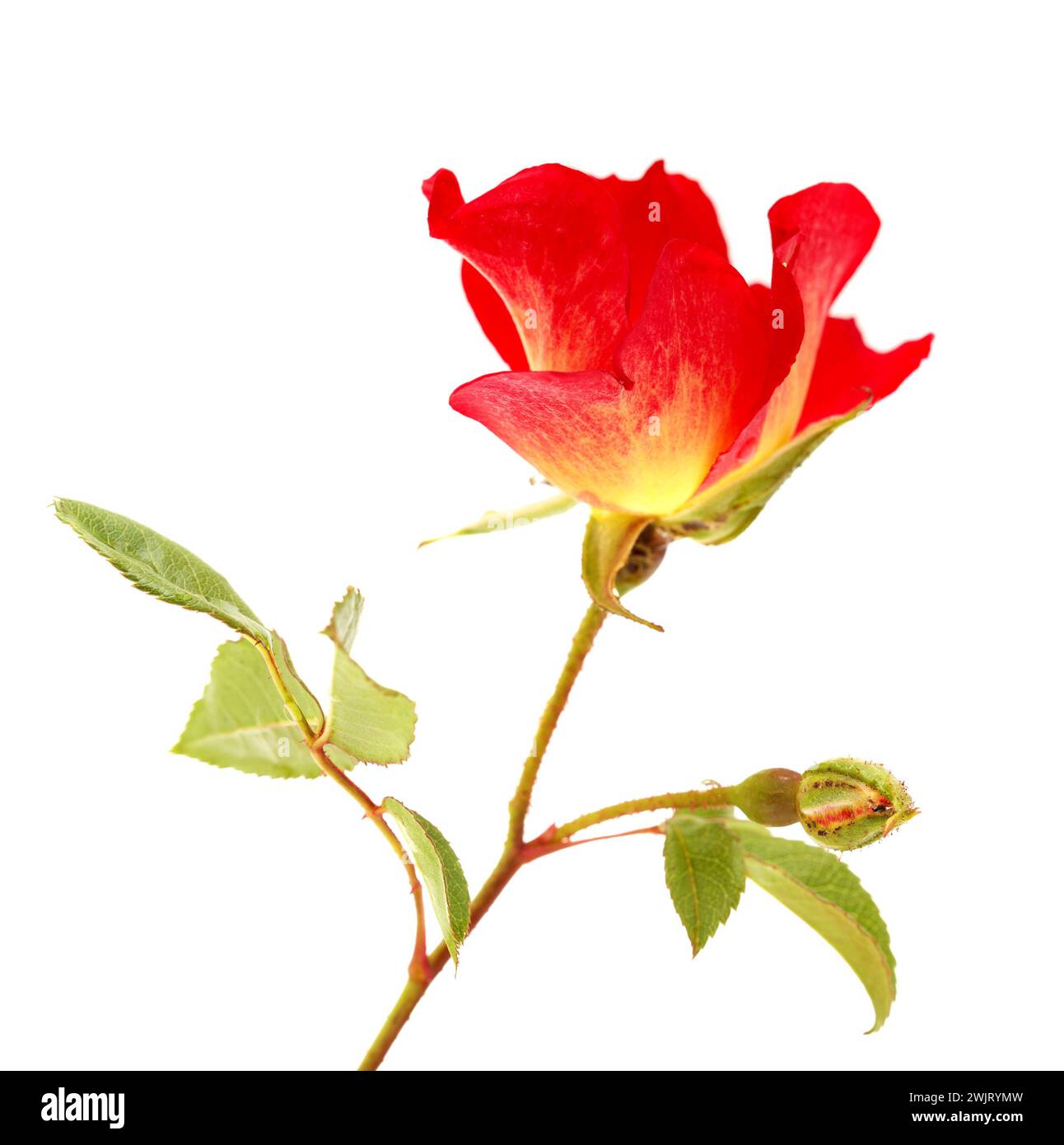 single red and yellow bush rose flower isolated on white background ...