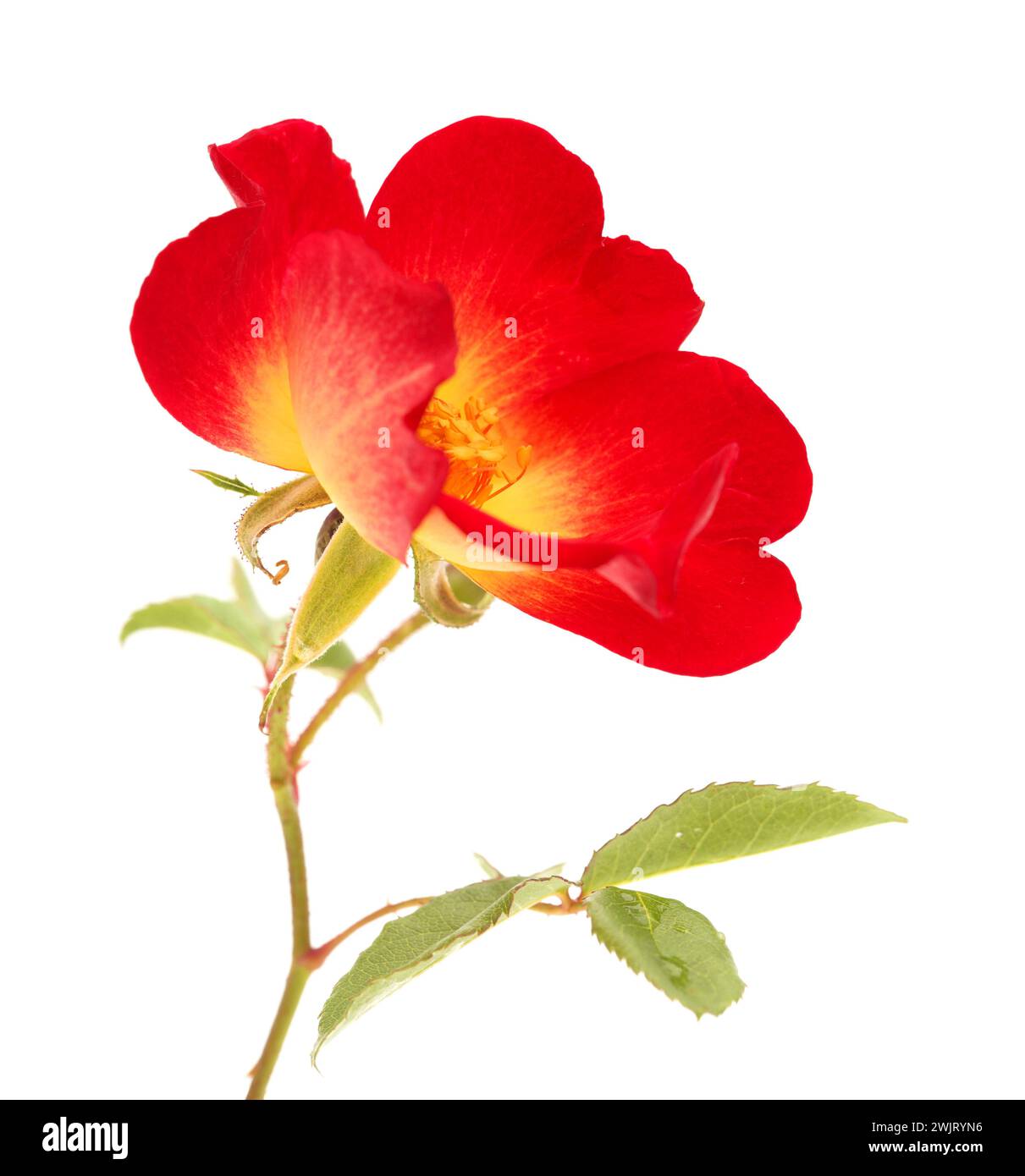 single red and yellow bush rose flower isolated on white background ...