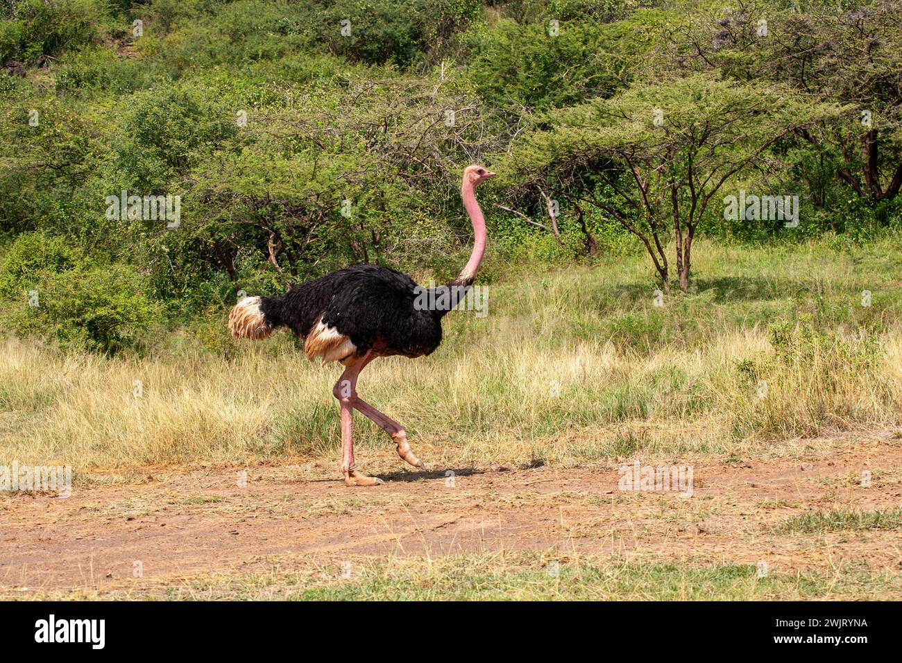 Struthio camelus hi-res stock photography and images - Alamy