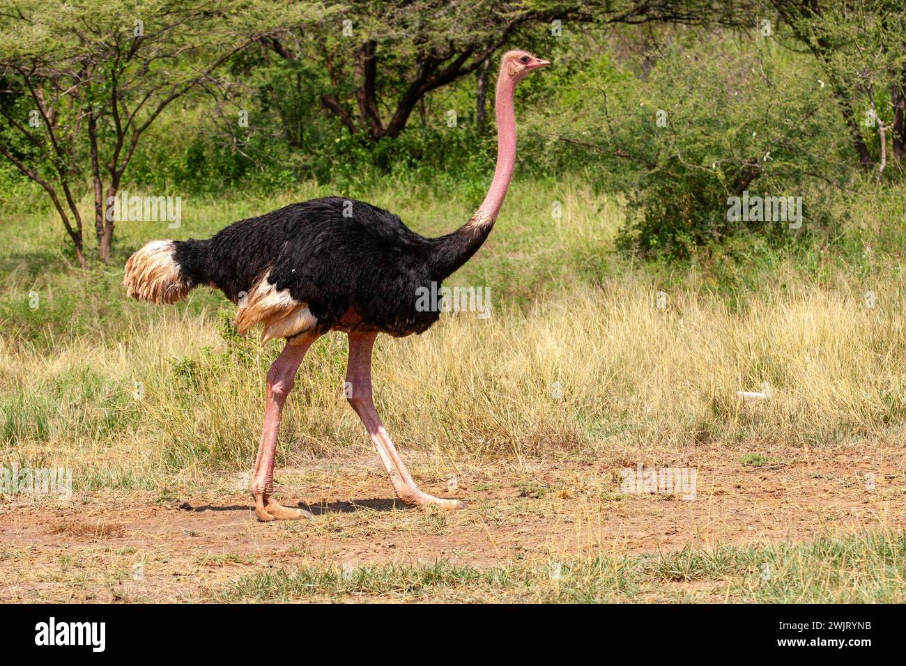 Common Ostrich (Struthio camelus Stock Photo - Alamy