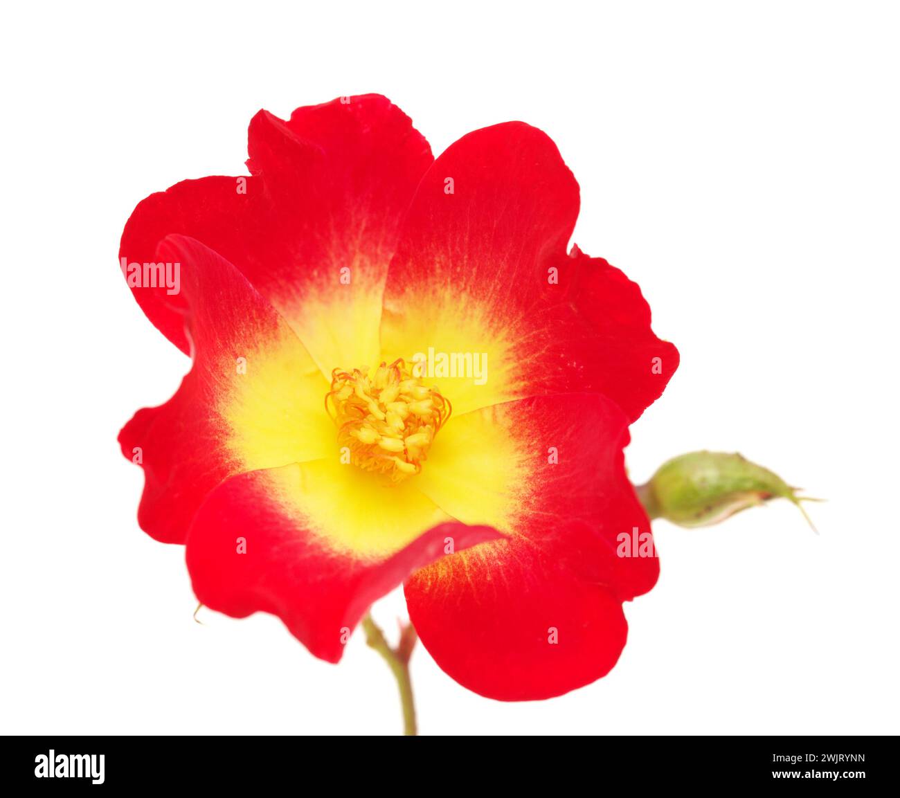 single red and yellow bush rose flower isolated on white background ...