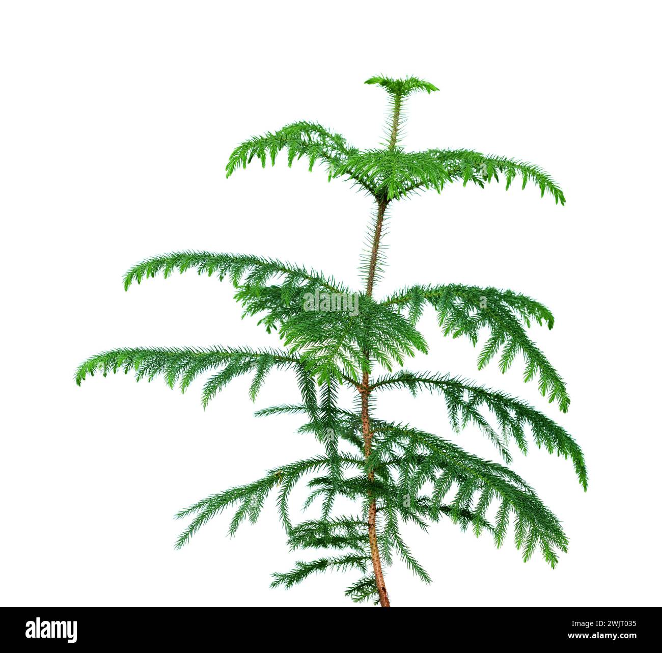 Small Araucaria tree isolated on white background Stock Photo - Alamy