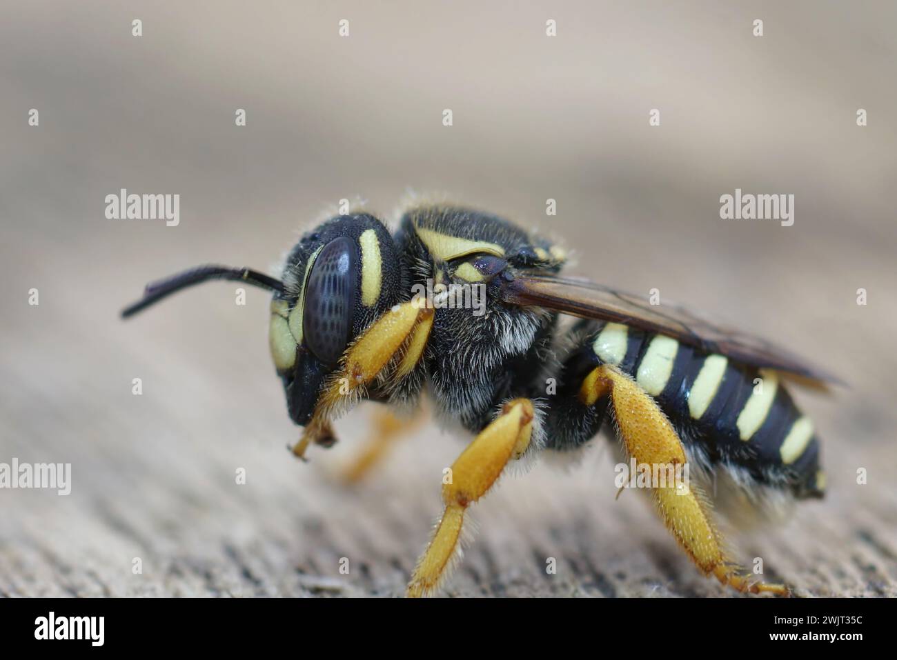 Trachusa integra hi-res stock photography and images - Alamy