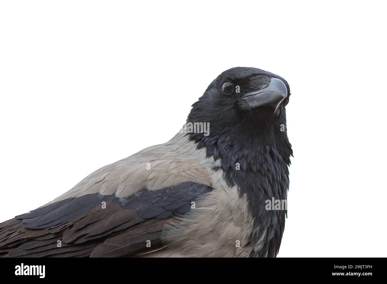 closeup of hooded crow isolated over white background; detailed ...