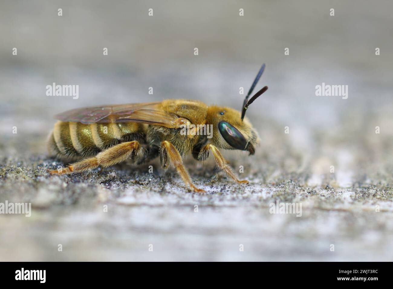 Detailed closeup on a female end-banded Golden furrow bee , Halictus ...