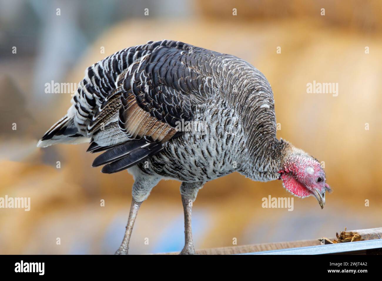 turkey hen at the farm, domestic bird over out of focus background ...