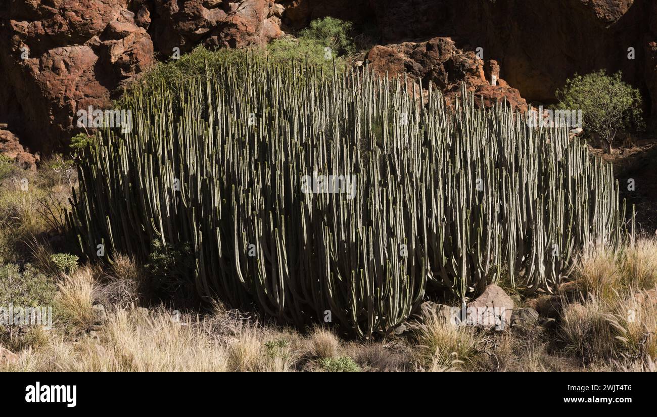 Flora of Gran Canaria - Euphorbia Canariensis, Hercules club , plant ...