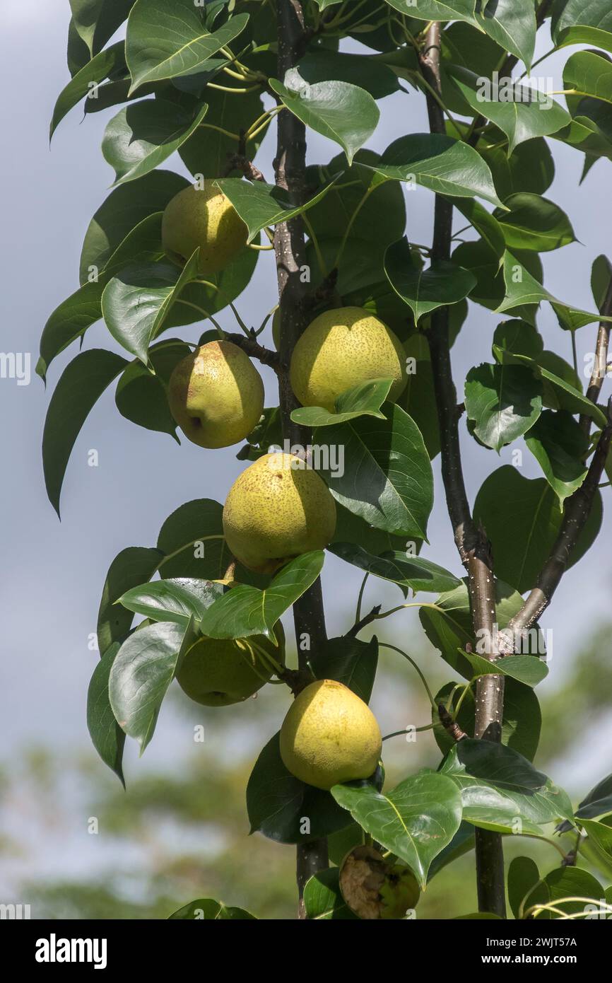 Ripe Nashi pears (pyrus pyrifolia) growing on vertical branches of tree ...