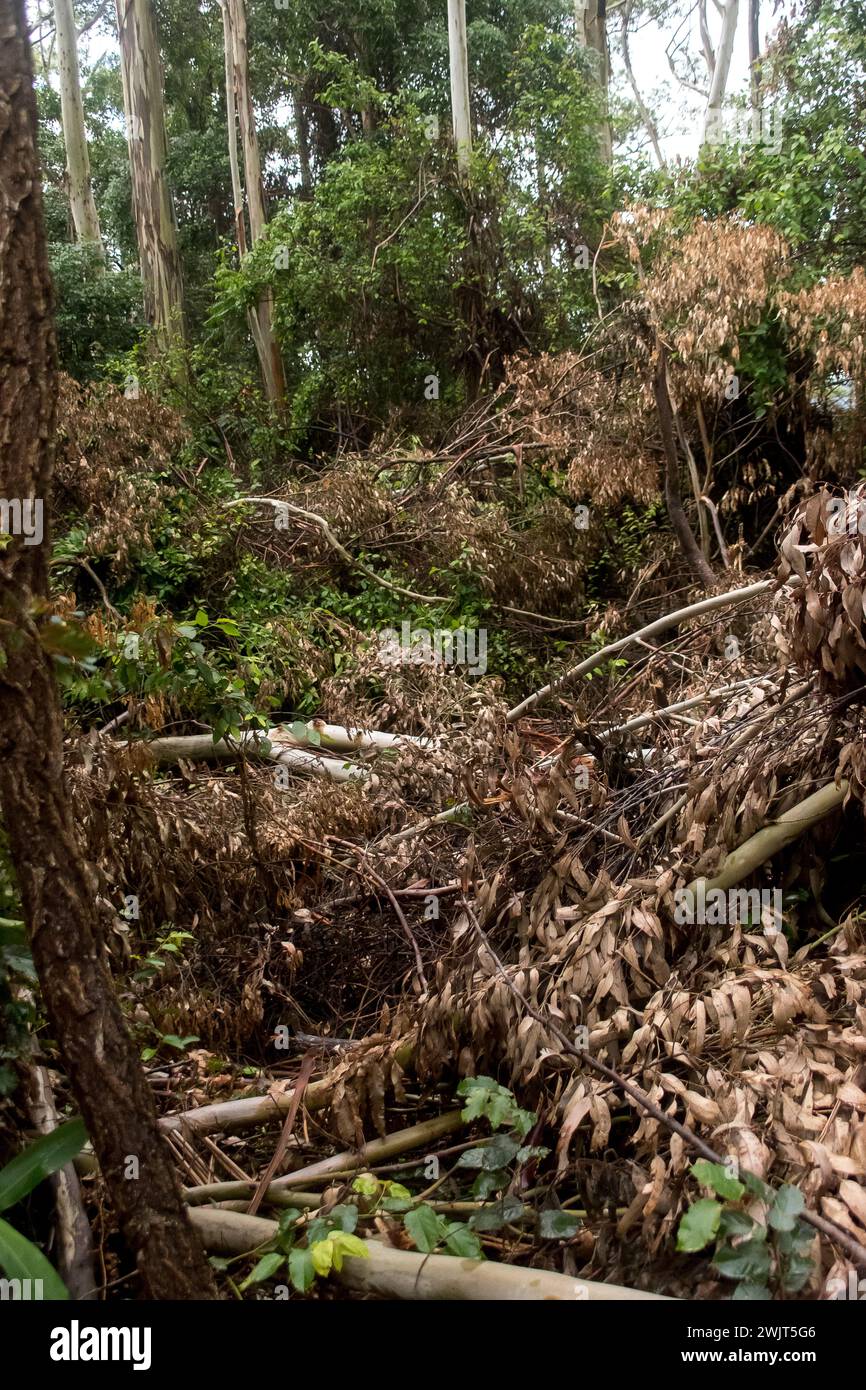 Storm damage of freak tornado on rainforest, Tamborine Mountain ...