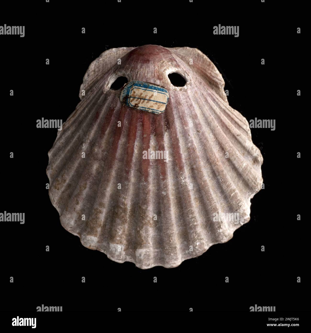 Scallop shell (small) of pilgrim, from rue de la Collegiale. Shell ...