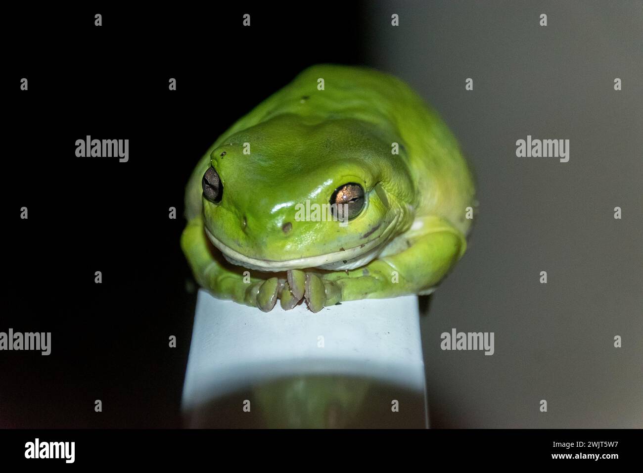Australian Green tree frog, Litoria caerulea, mistaking a garden chair ...