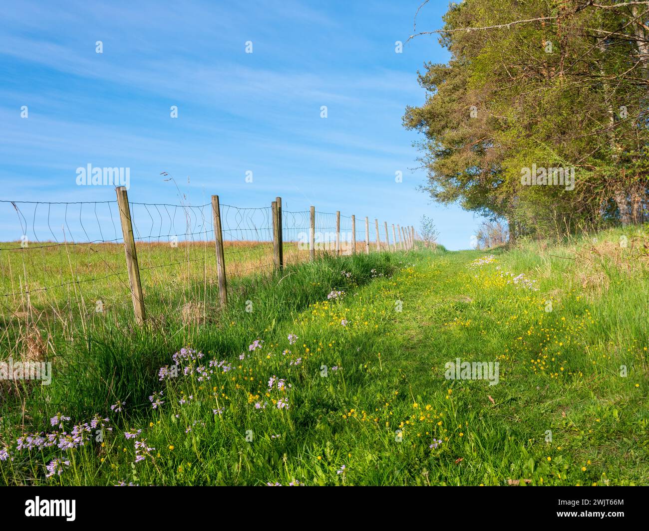 Path along fence with grass and wildflowers in rural Scandinavia. No ...