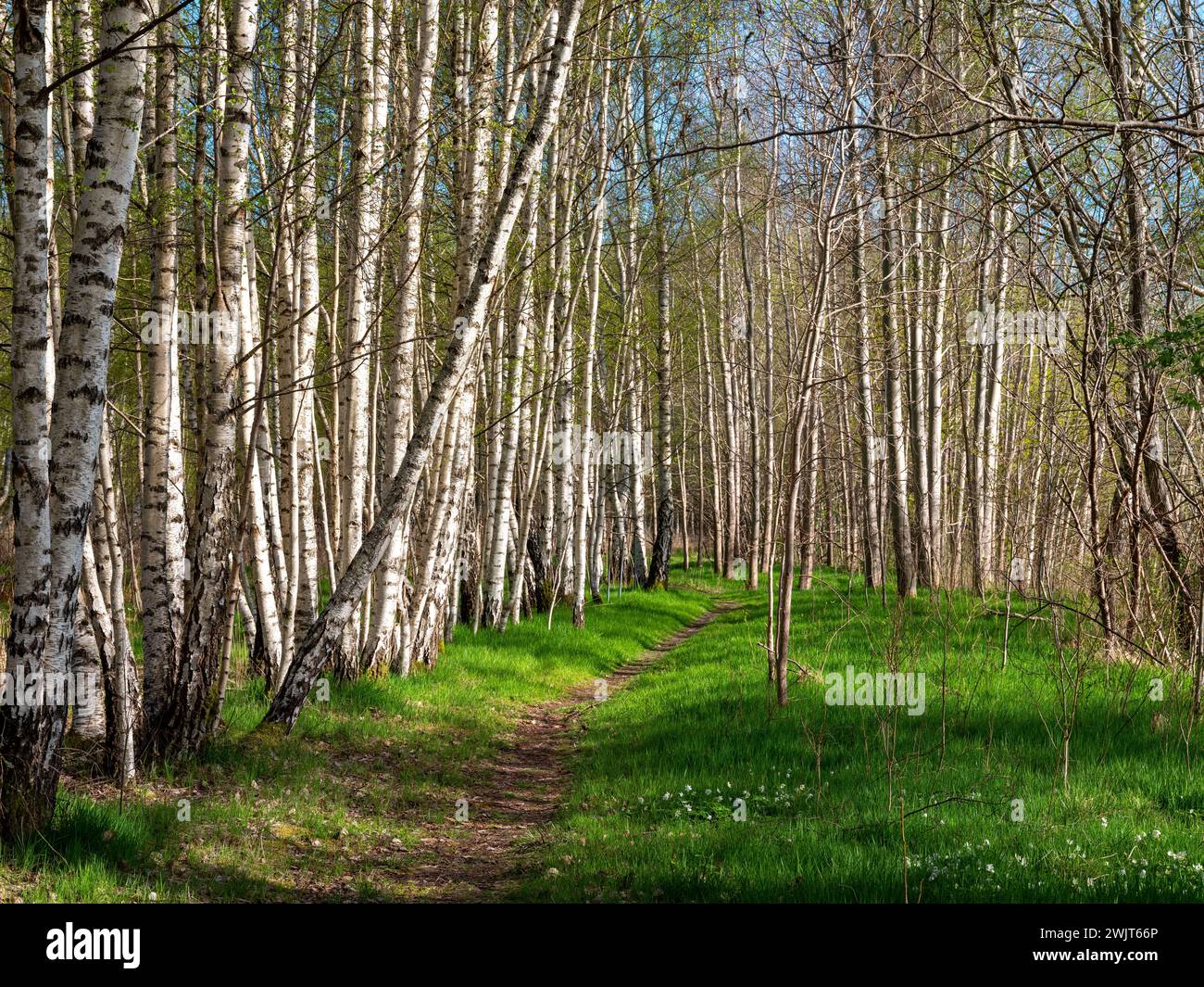 Beautiful landscape path leading forest hi-res stock photography and ...