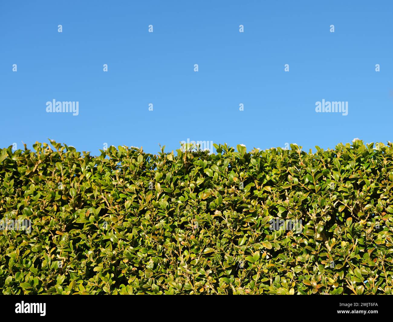 Freshly cut evergreen hedge in close up. Sunlight and clear blue ...