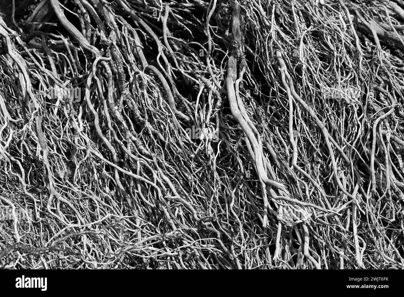 Dry tropic desert plant texture Stock Photo - Alamy