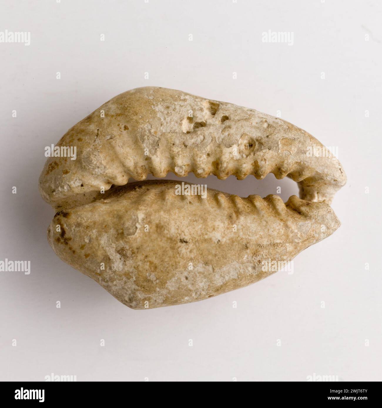 Cauris Marin (11). Shell, bone, wood, china, zhou dynasty (11th century ...