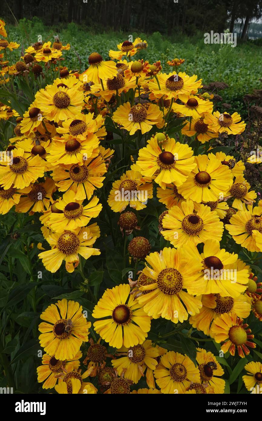 Natural vertical closeup on an aggregation of colorful yellow ...