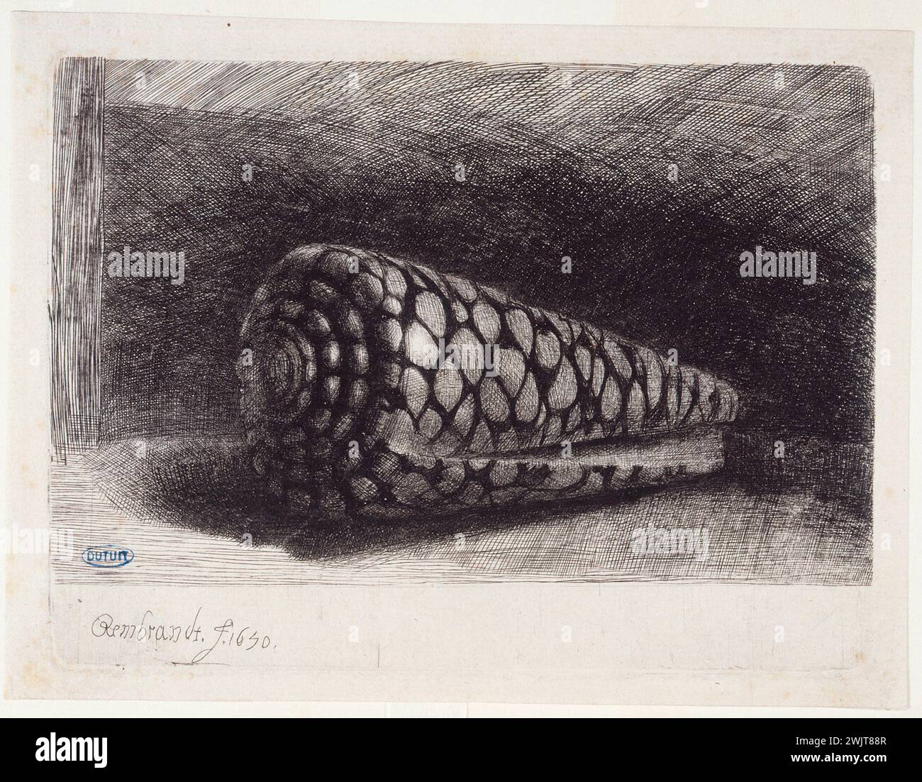 Rembrandt shell hi-res stock photography and images - Alamy
