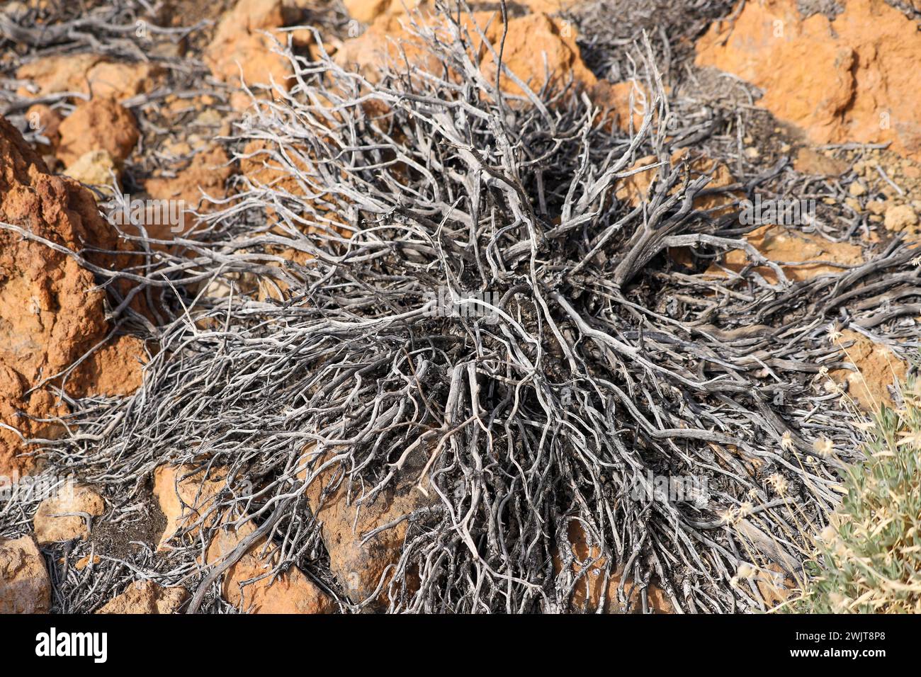 Dry dead desert plant. Drought Stock Photo - Alamy