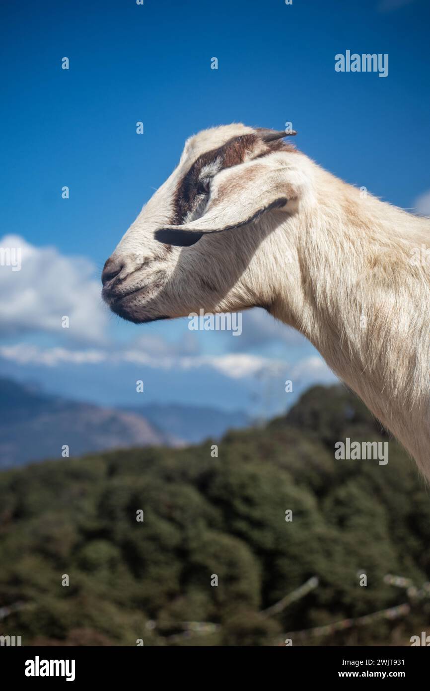 Himalayan goat hi-res stock photography and images - Alamy