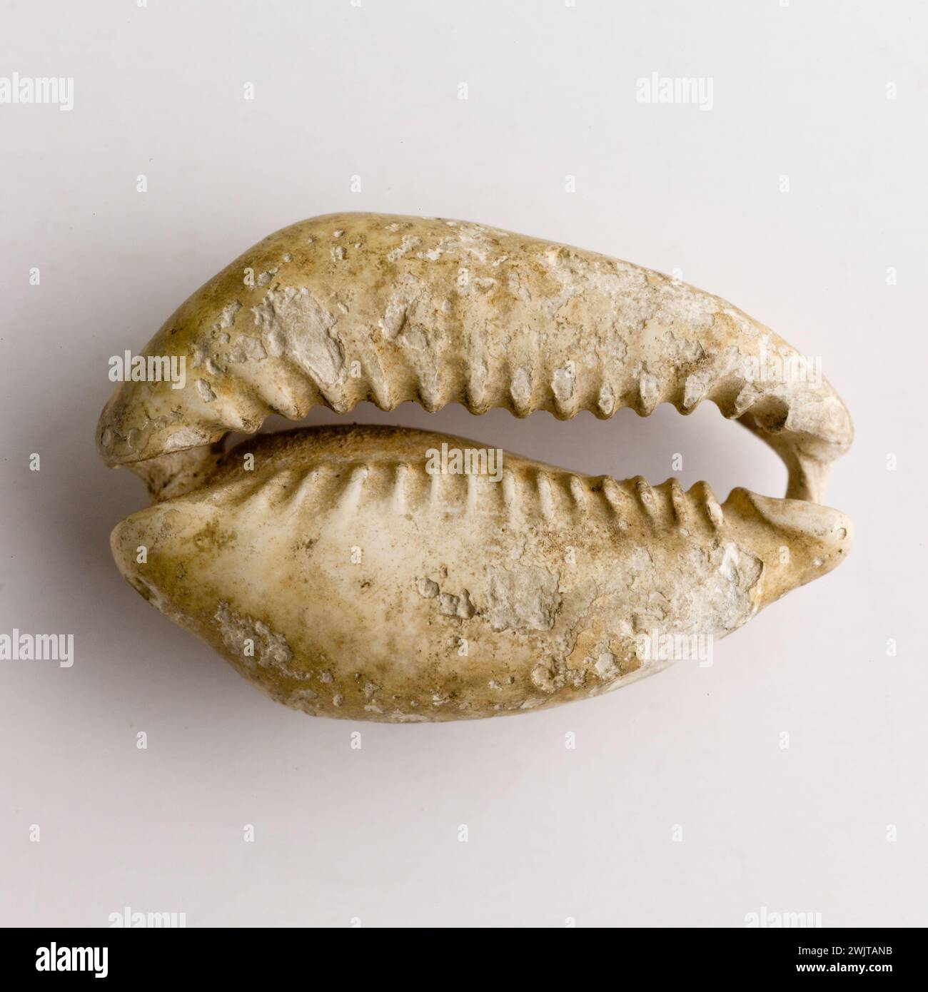 Cauris Marin (11). Shell, bone, wood, china, zhou dynasty (11th century ...