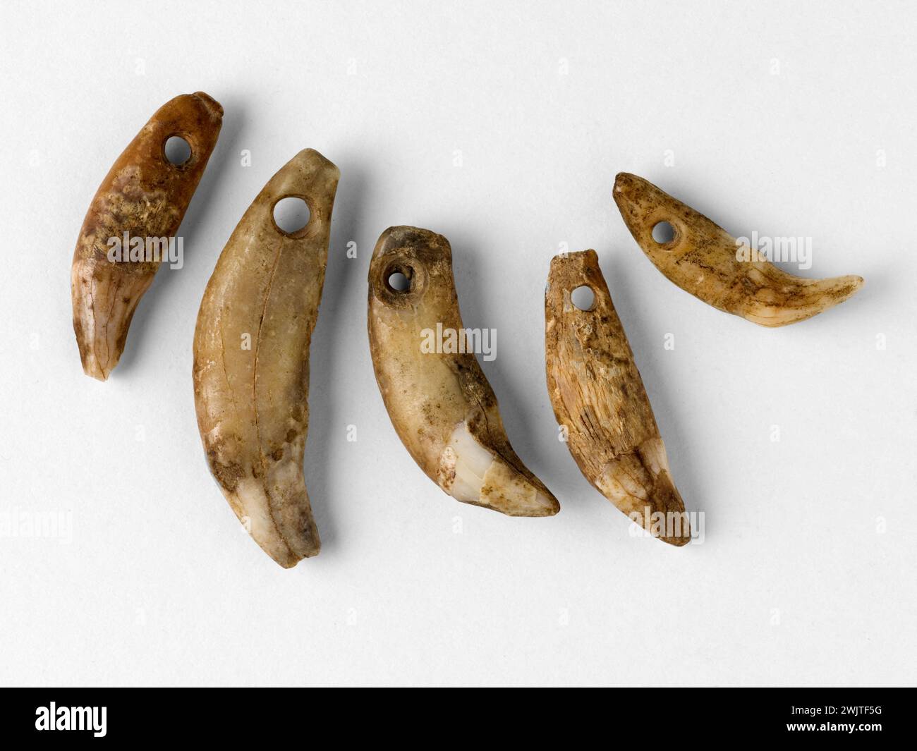 Elements of a necklace. Carnivorous canines. Final Neolithic. Paris ...