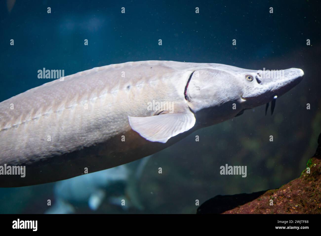 A white vertebrate fish gracefully swims in the liquid water Stock ...