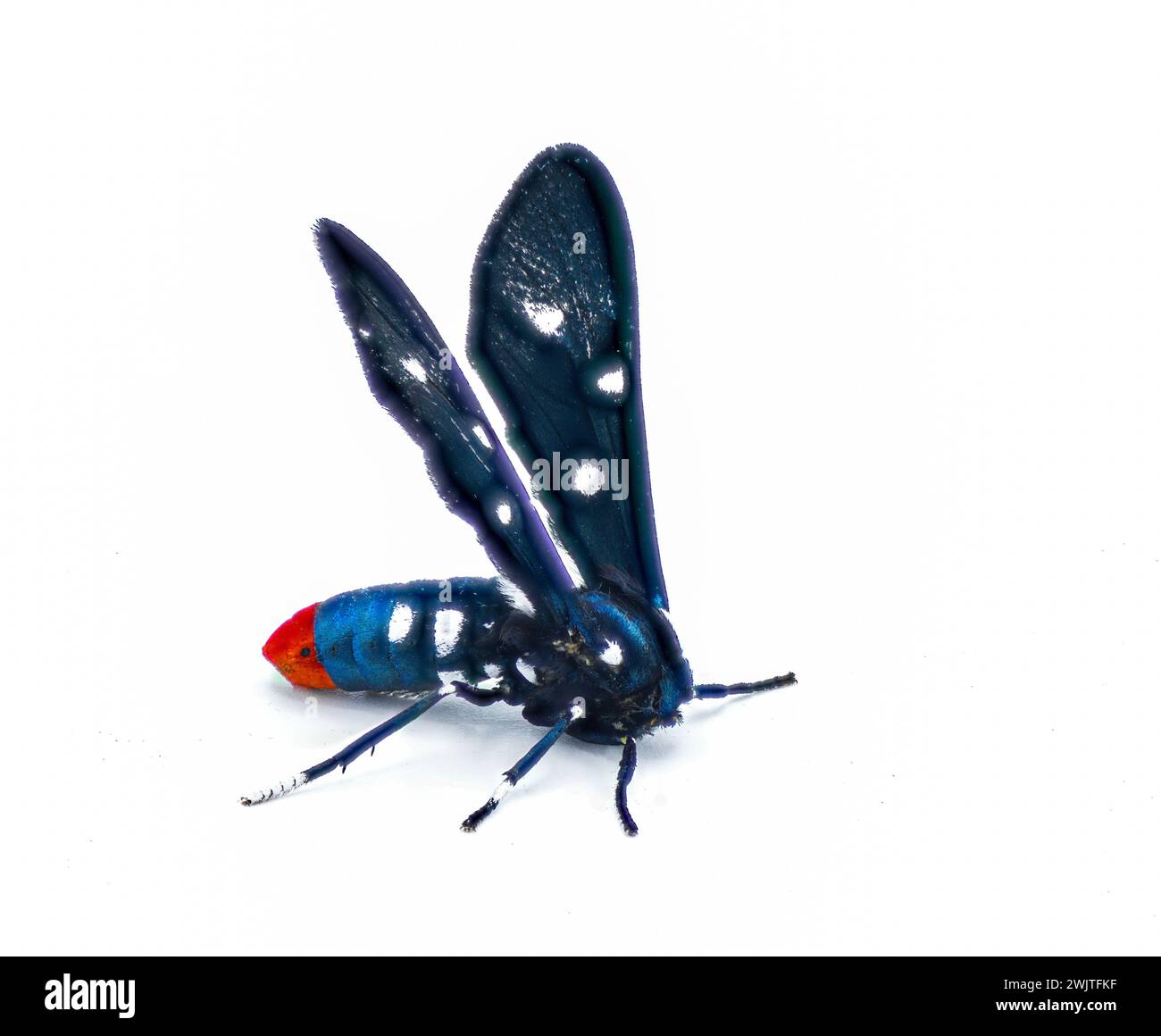 The colorful Oleander Moth, also known as the Polka dot Wasp Moth or ...