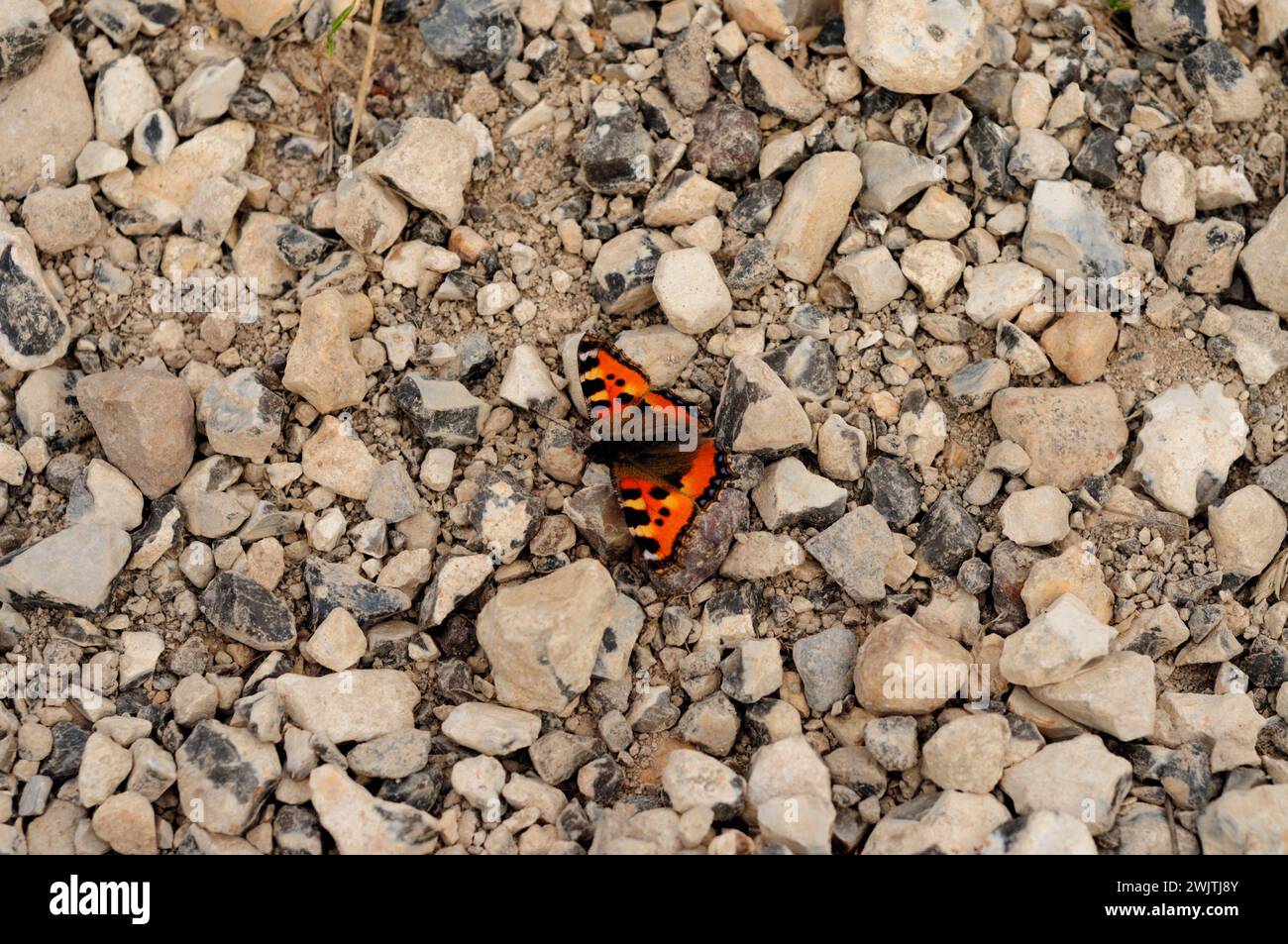 Large tortoiseshell butterfly hi-res stock photography and images - Alamy
