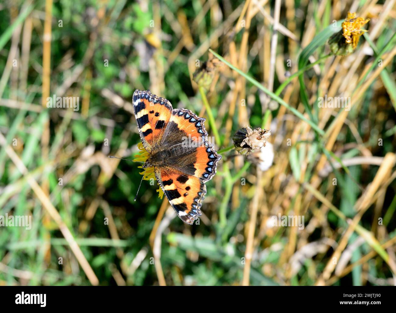 Tortoiseshell wing pattern hi-res stock photography and images - Alamy