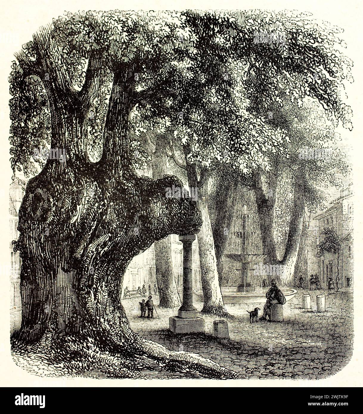 Antique engraving elm tree hi-res stock photography and images - Alamy