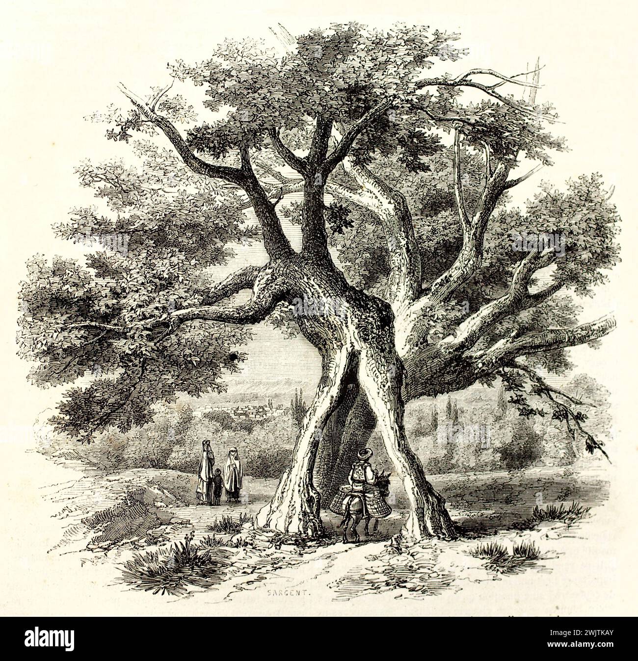Sycamore fig (Ficus sycomorus) with hollow trunk and rider passing ...