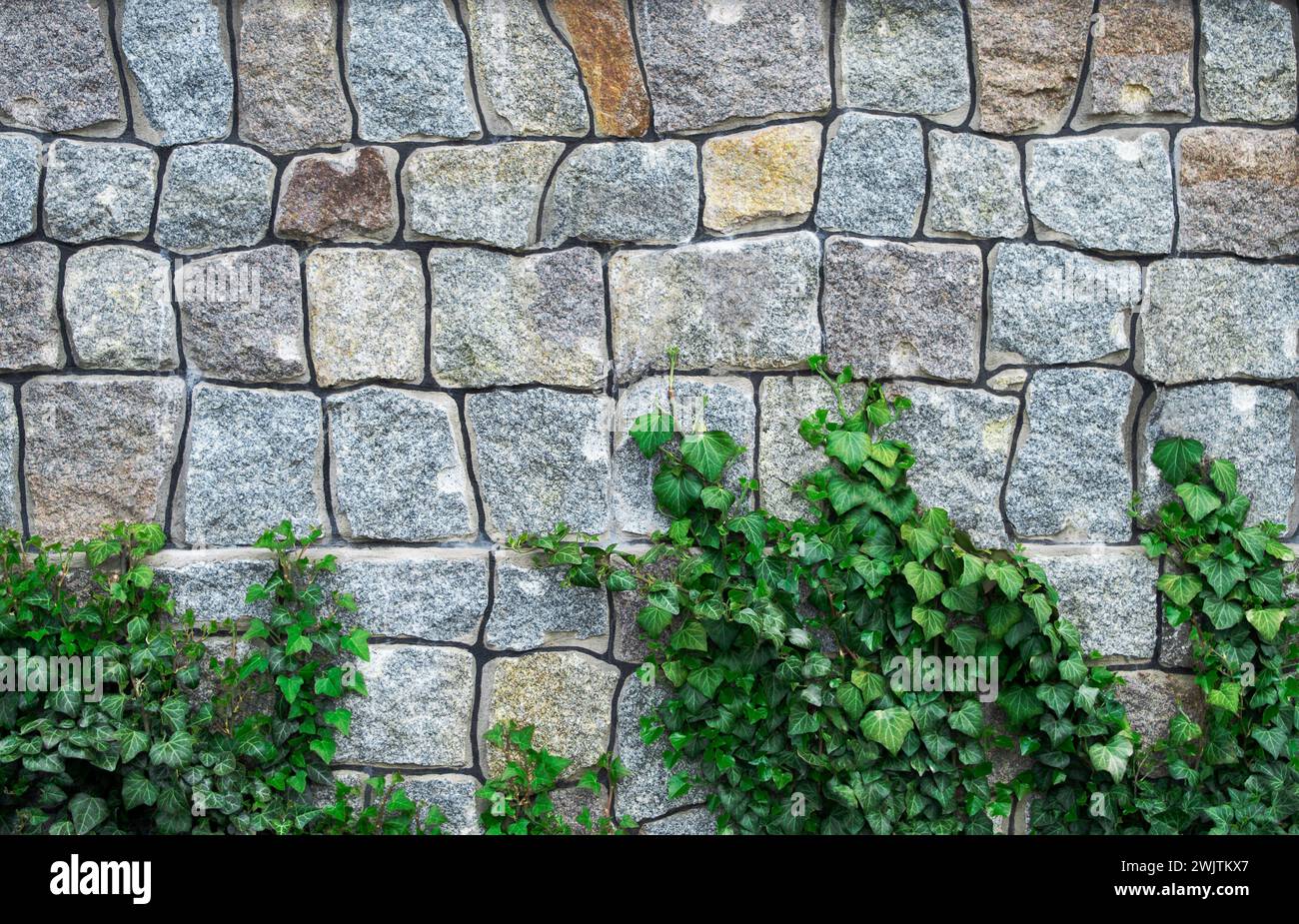 Overgrown Brick Wall and Leaves for Backgrounds. Brick Wall and Ivy ...