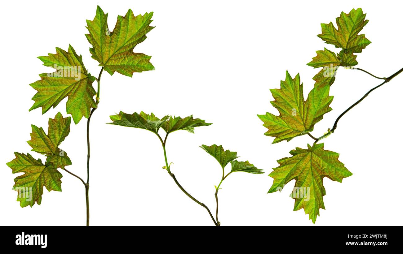 Branch of maple tree with green spring maple-leafs isolated on white ...