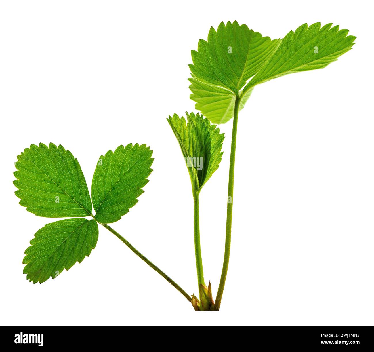 Art green strawberry leaf , Strawberry tree leaves , Wild strawberry ...