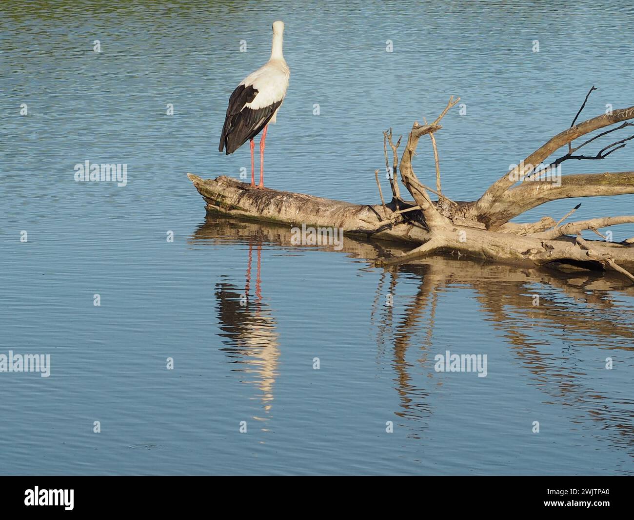 Water bird in a natural pond Stock Photo - Alamy