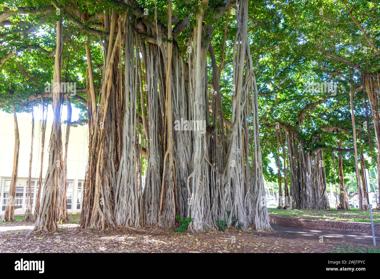 Ficus benghalensis extensive roots banian banyan tree in iolani hi-res stock photography and ...