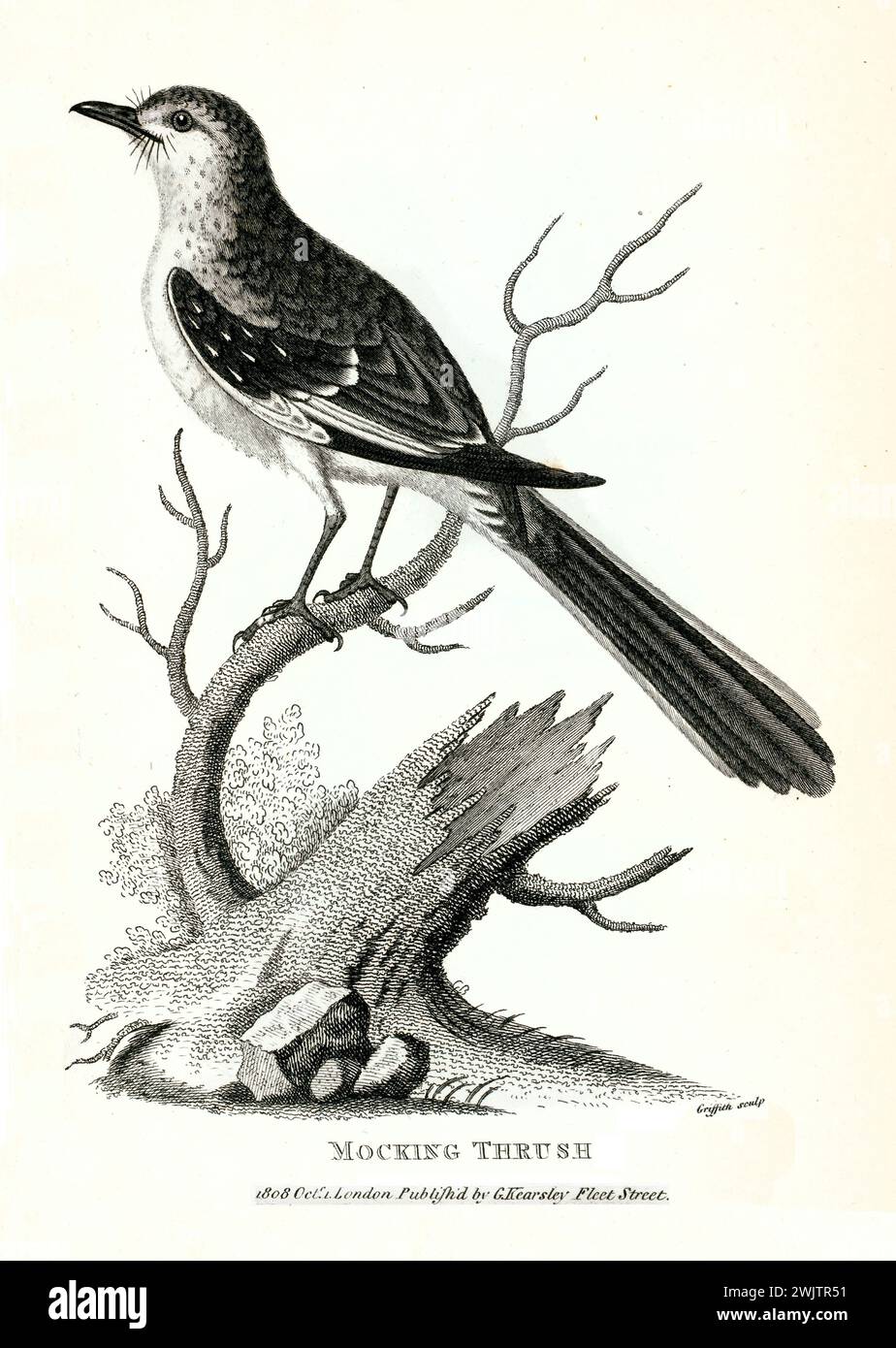 Drawing of the northern mockingbird hi-res stock photography and images ...