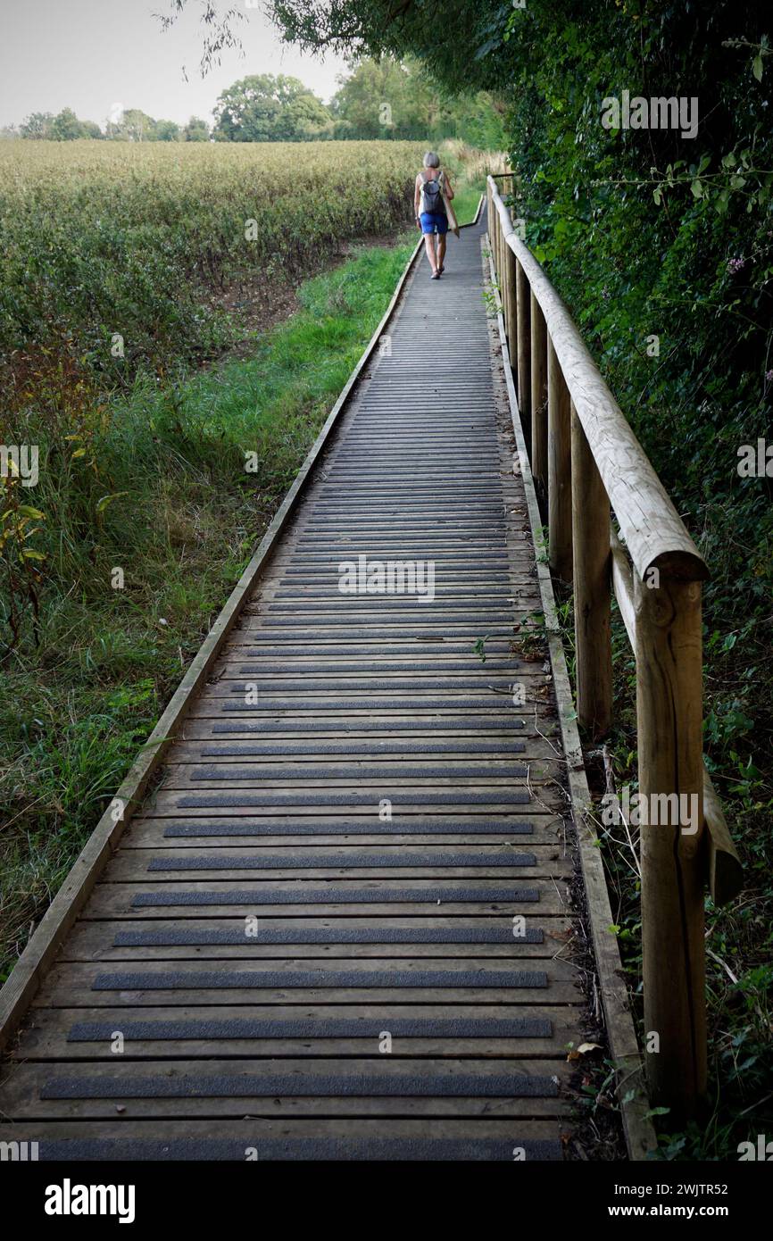 lone woman walking on boardwalk in rural cambridgsh Stock Photo - Alamy
